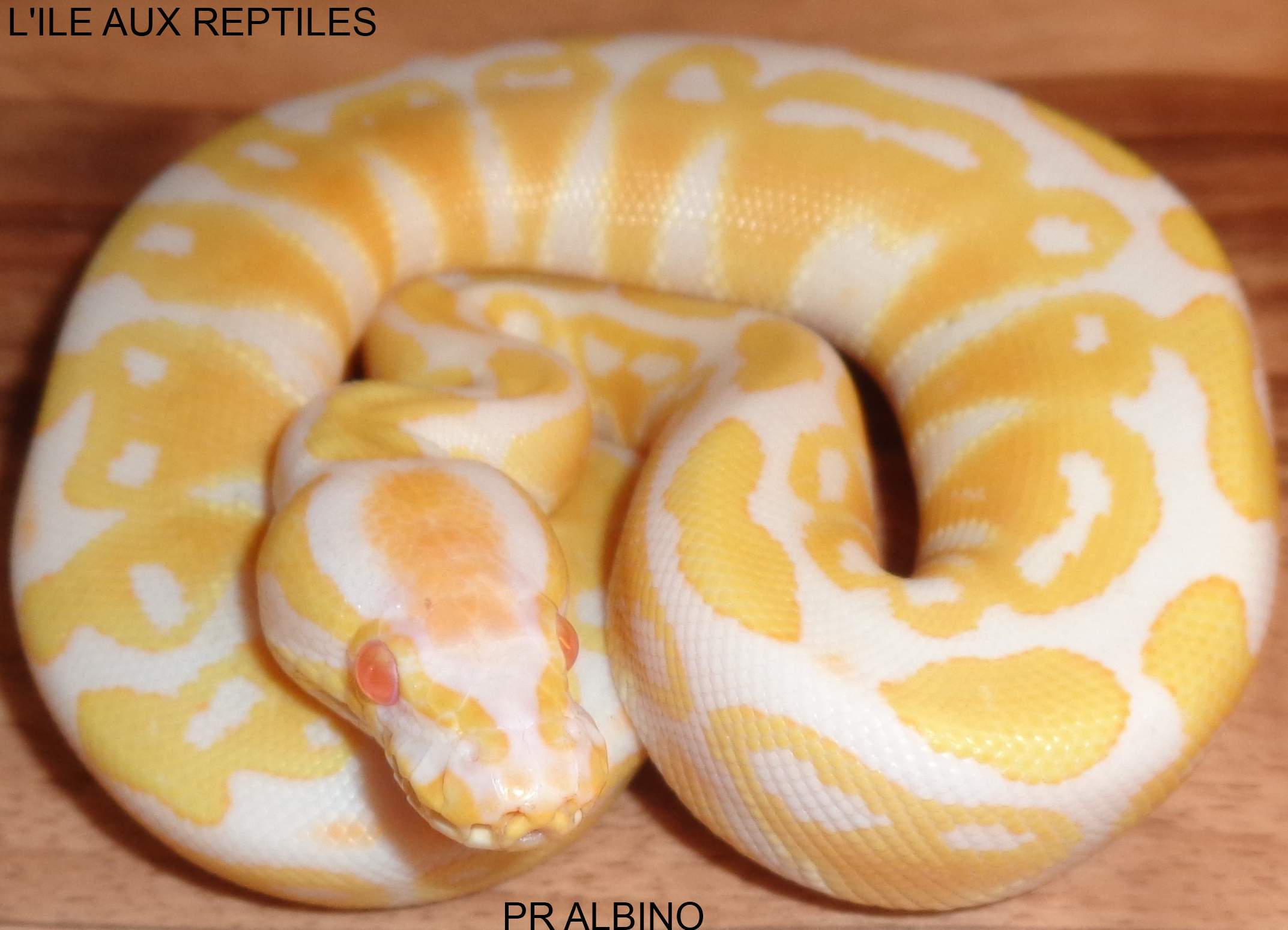L'île aux reptiles